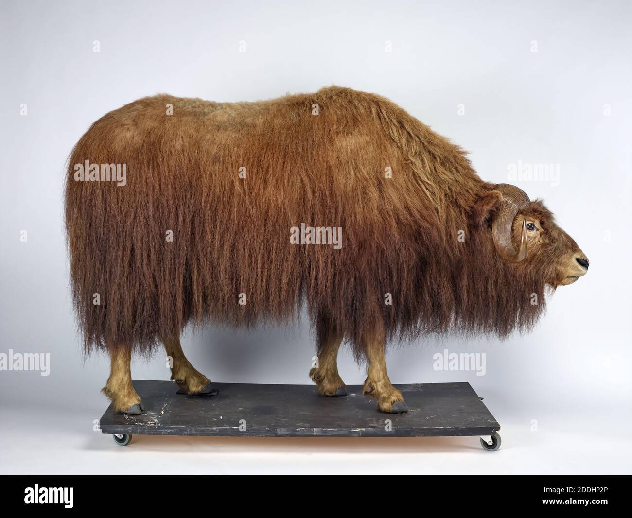 Musk Ox Taxidermy Musk Ox, Ovibos moschatus, Natural Science, Zoology ...