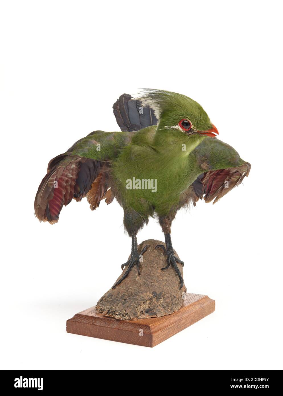 Turaco Guinea turaco (Tauraco persa), also known as the green turaco ...