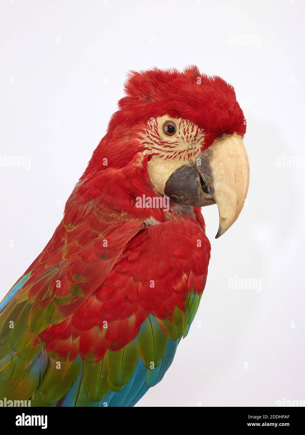 Taxidermy of a Red-and-green Macaw (Ara chloropterus). From the parrot ...