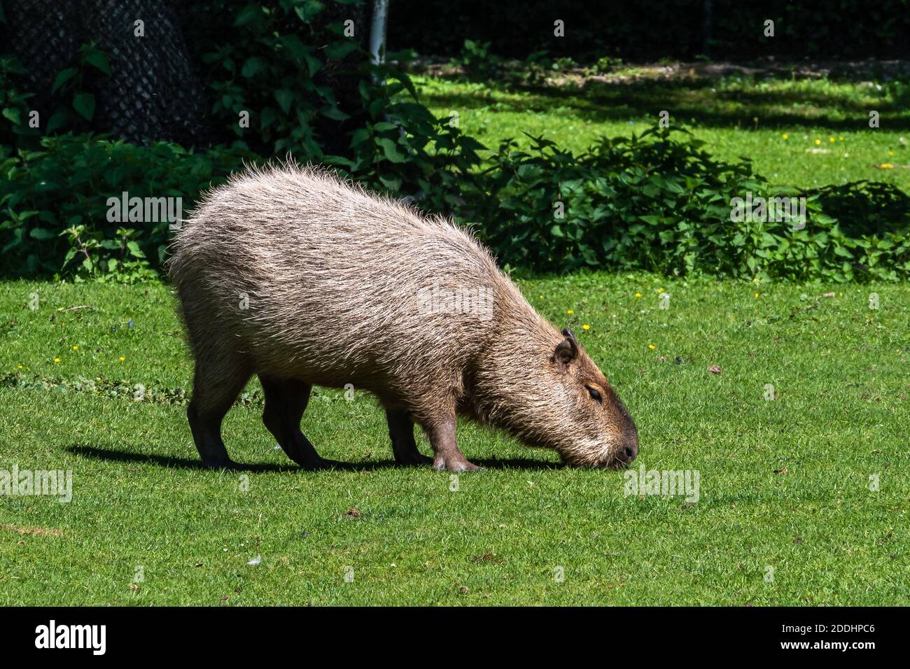 The capybara, Hydrochoerus hydrochaeris is a mammal native to South ...