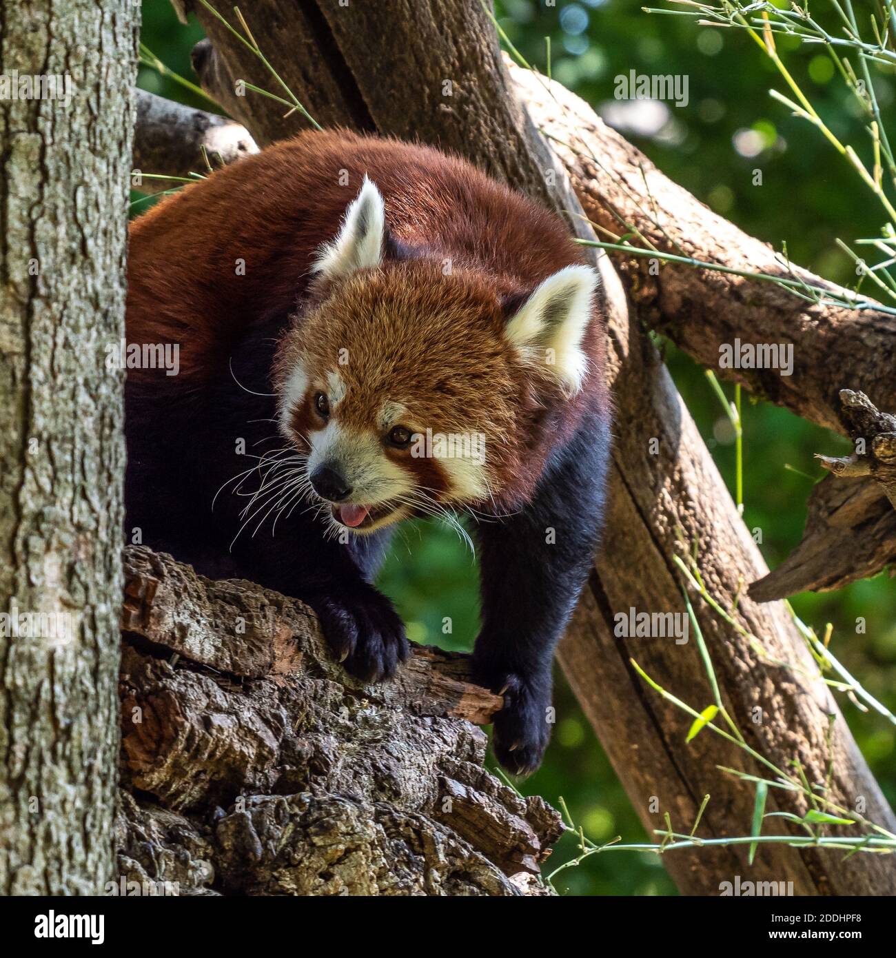 The red panda, Ailurus fulgens, also called the lesser panda and the ...