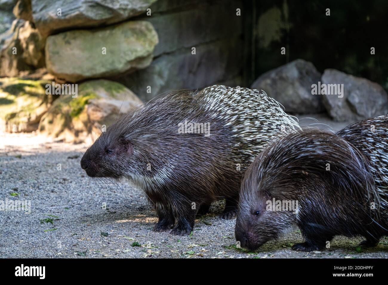 The Indian crested Porcupine, Hystrix indica or Indian porcupine, is a ...