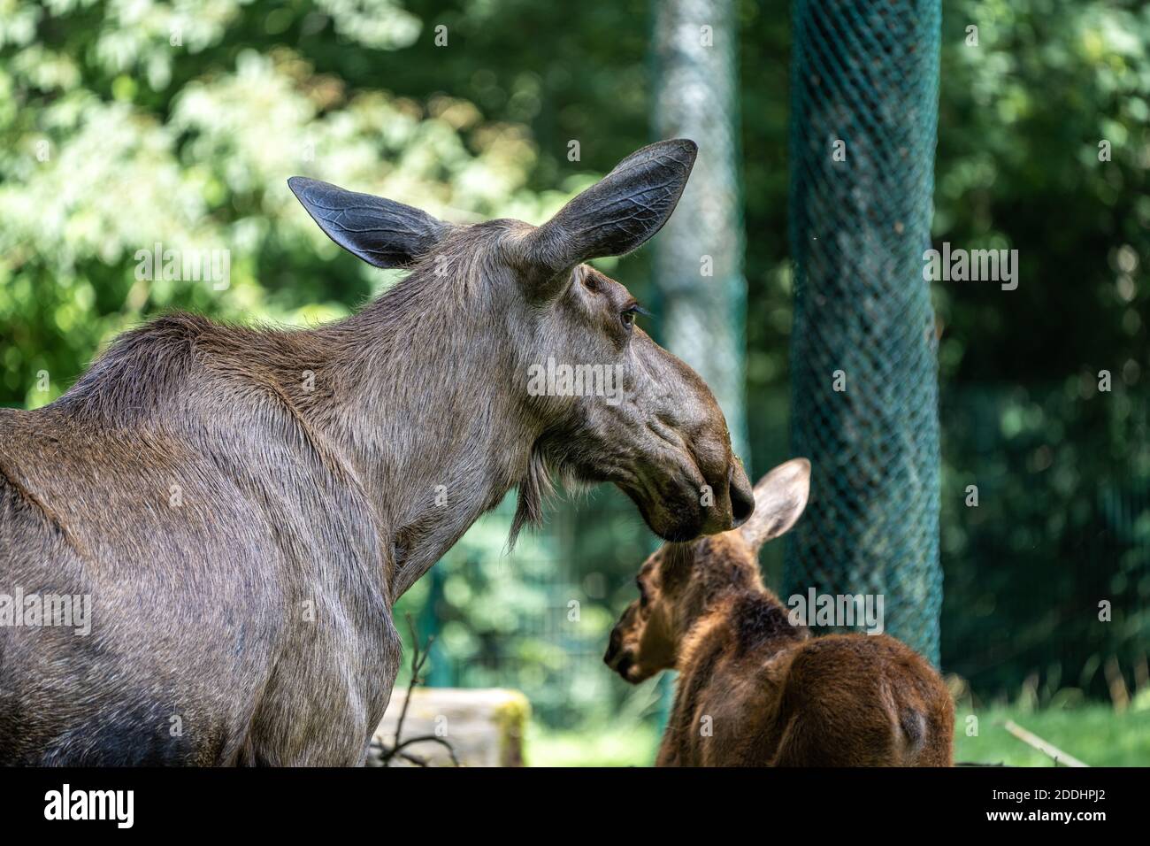 European Moose, Alces alces, also known as the elk. Wild life animal ...