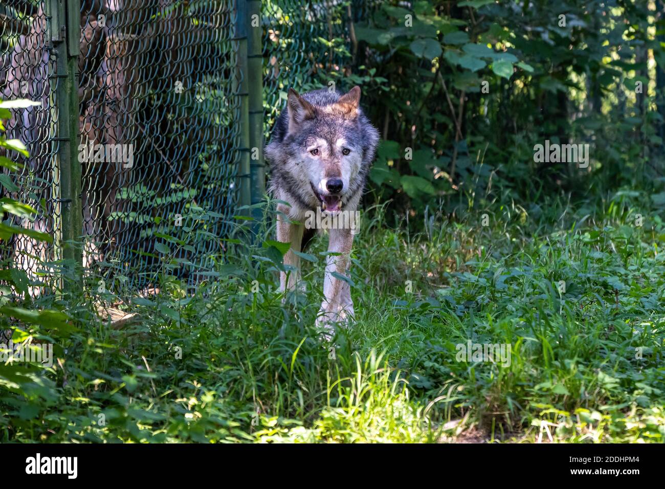The wolf, Canis lupus, also known as the grey wolf or timber wolf is a ...
