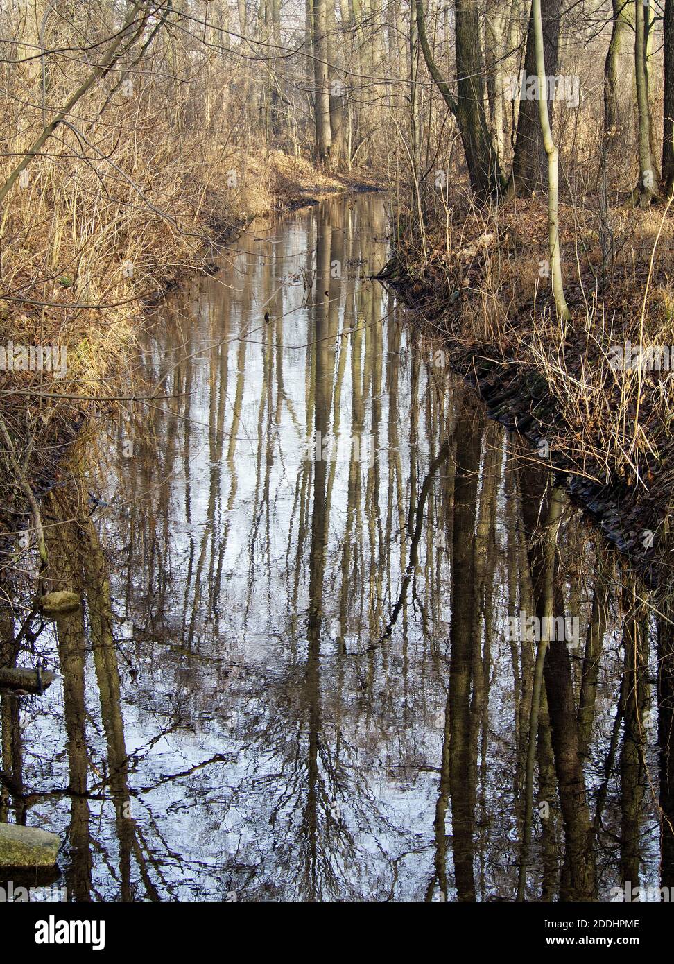 Vertical landscape view on a river in forest from a bridge. Trees are ...