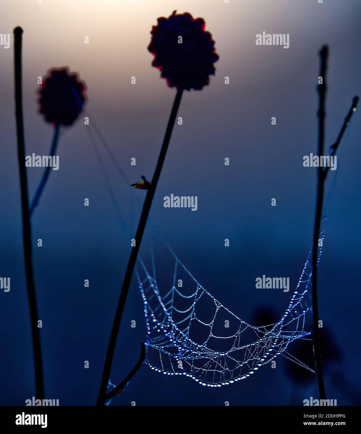 Meadow plants and spider's web in fantastic blue and violet light in ...