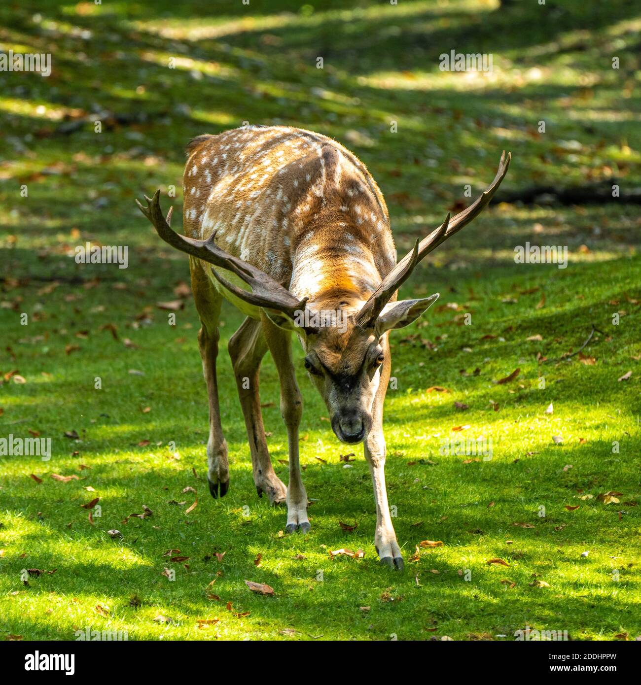 The fallow deer, Dama mesopotamica is a ruminant mammal belonging to ...