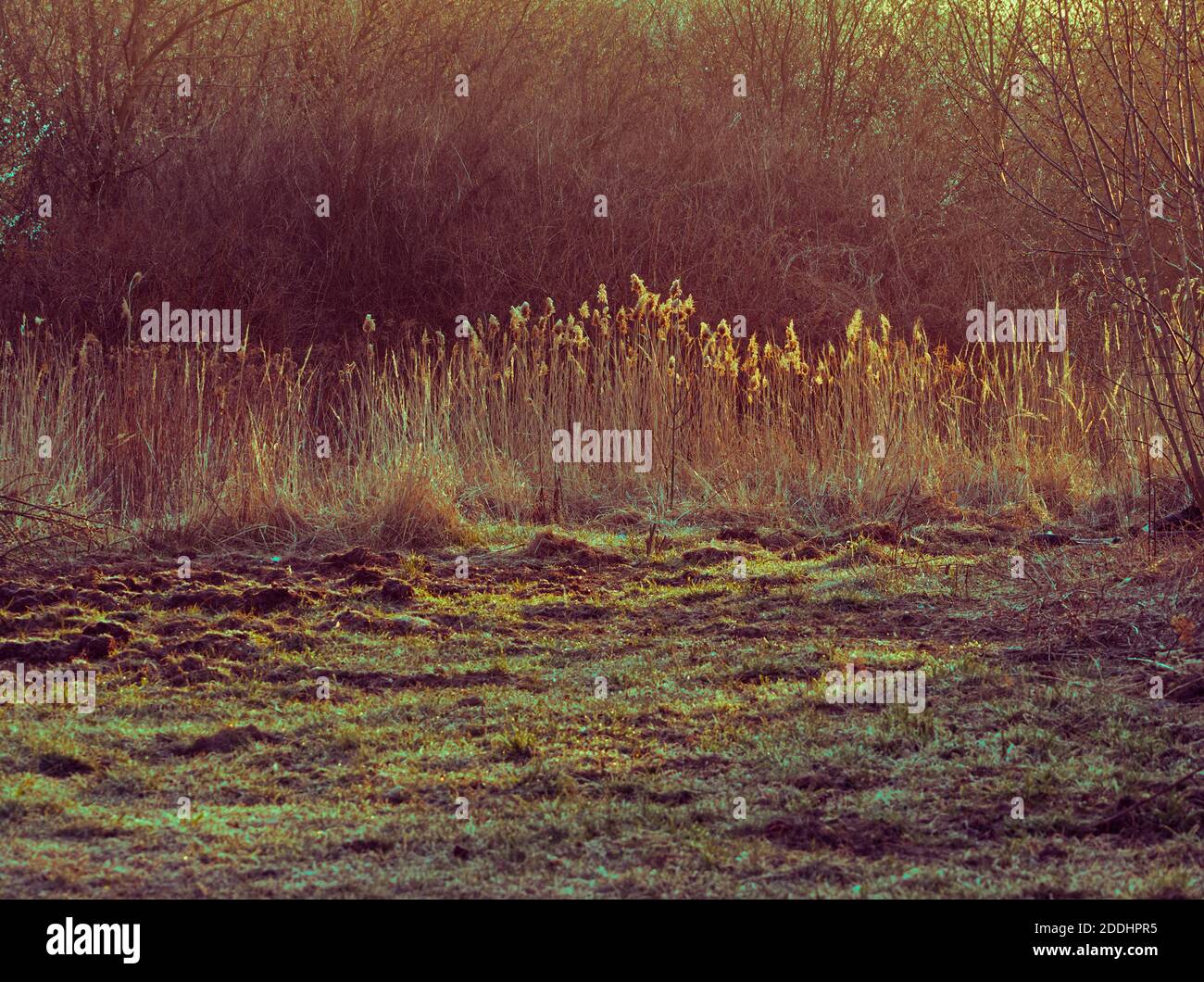 Landscape of a grasses and trees and bushes in very early morning light ...