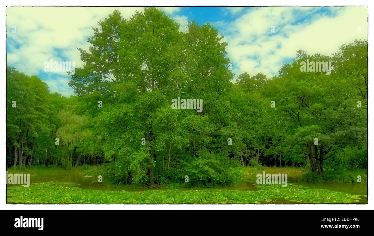 Panoramic view sunny forest Cut Out Stock Images & Pictures - Alamy