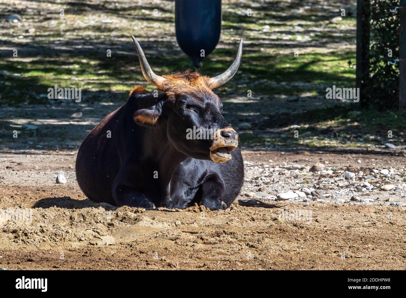 Heck cattle, Bos primigenius taurus, claimed to resemble the extinct ...