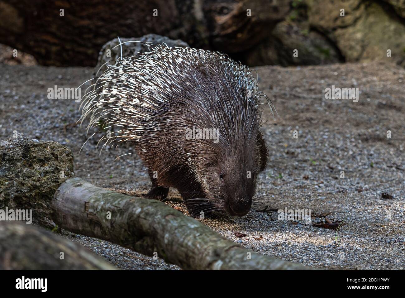 The Indian crested Porcupine, Hystrix indica or Indian porcupine, is a ...