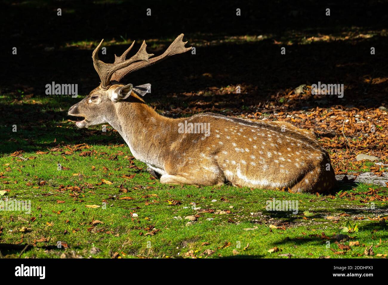 The fallow deer, Dama mesopotamica is a ruminant mammal belonging to ...