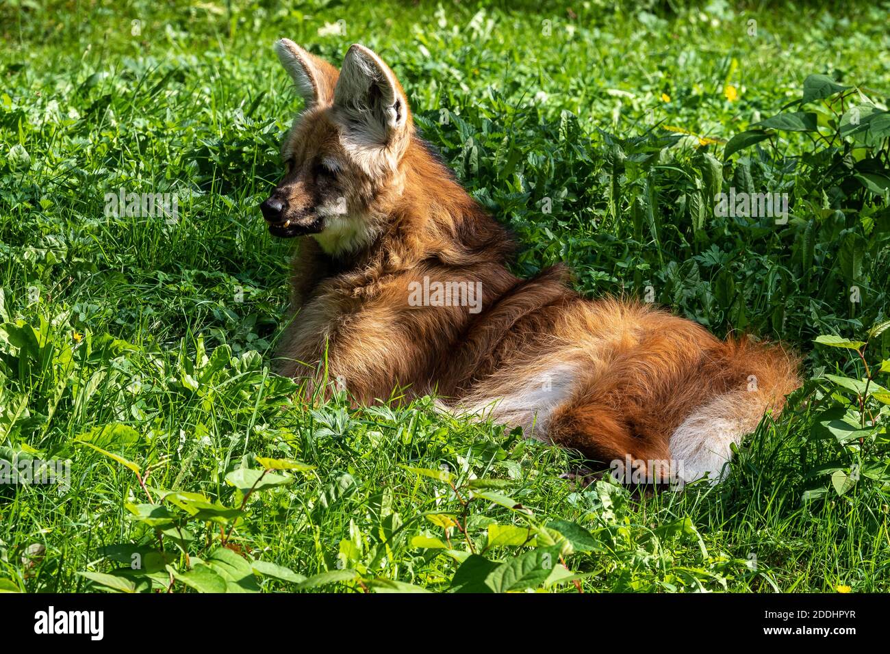The Maned Wolf, Chrysocyon brachyurus is the largest canid of South America. This mammal lives ...
