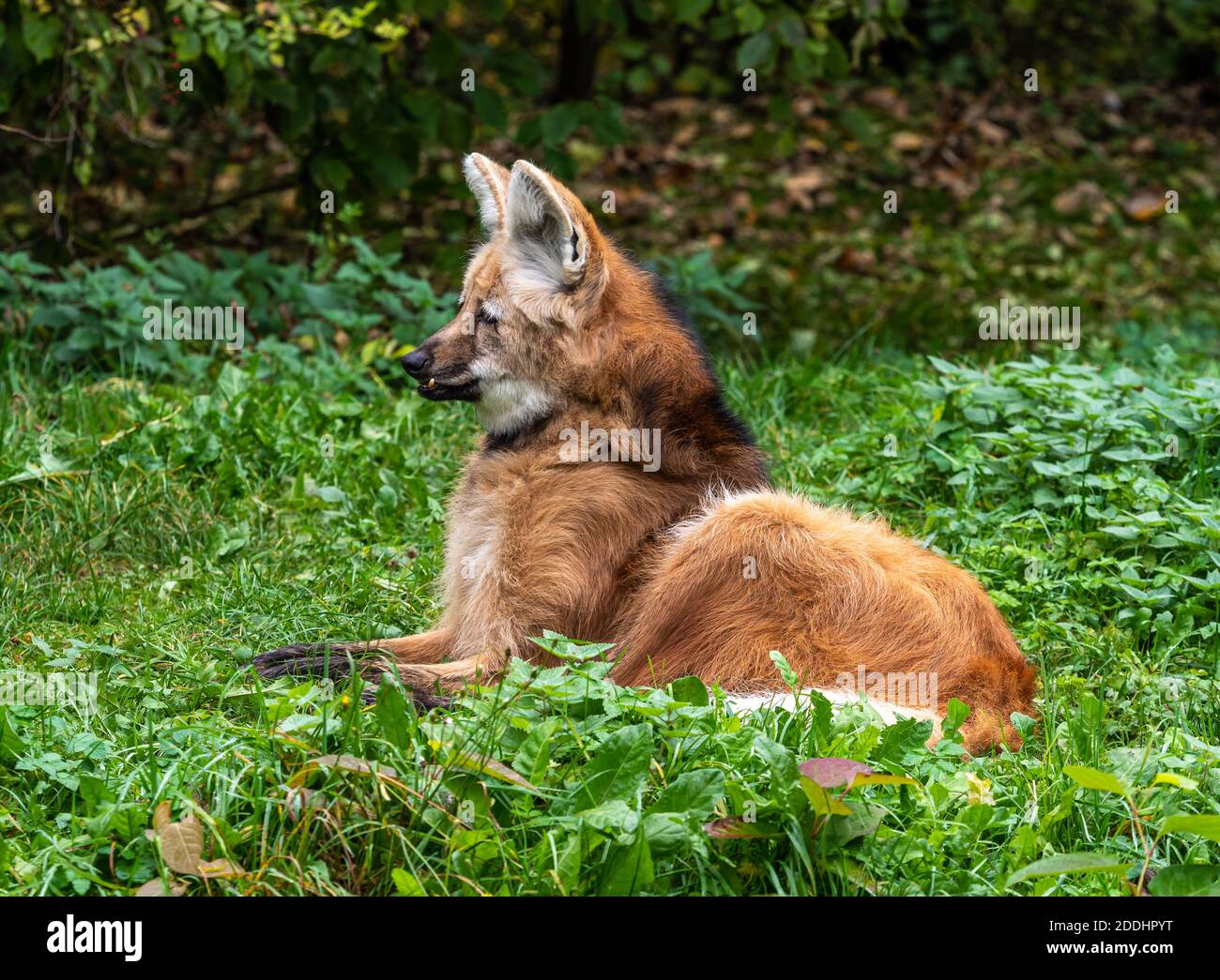 The Maned Wolf, Chrysocyon brachyurus is the largest canid of South America. This mammal lives ...