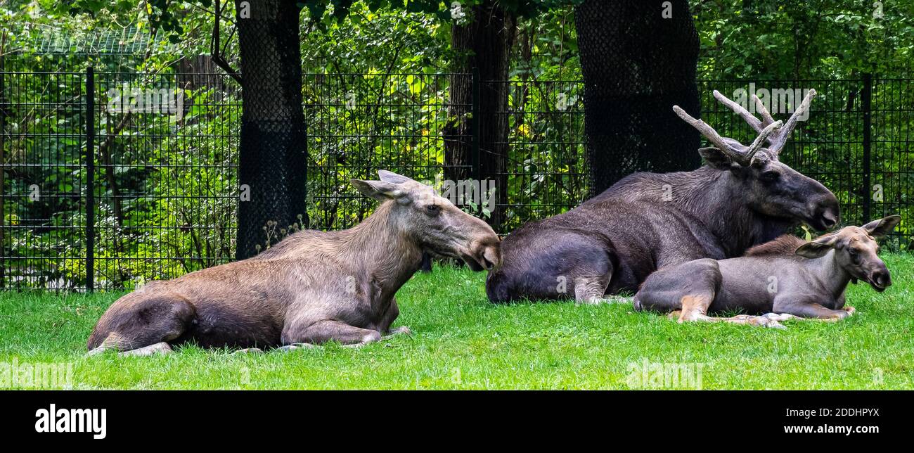 European Moose, Alces alces, also known as the elk. Wild life animal ...
