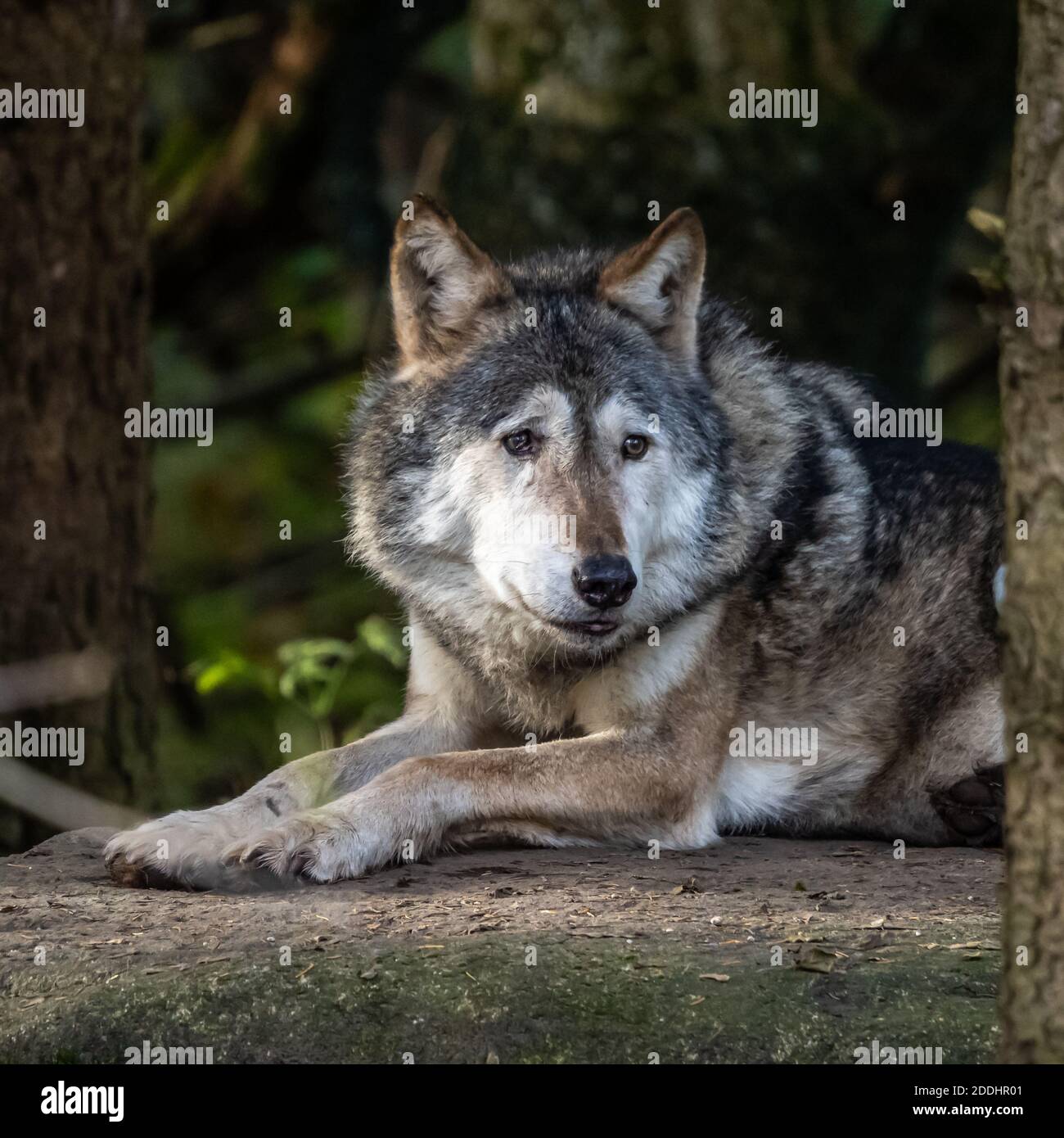The wolf, Canis lupus, also known as the grey wolf or timber wolf is a ...