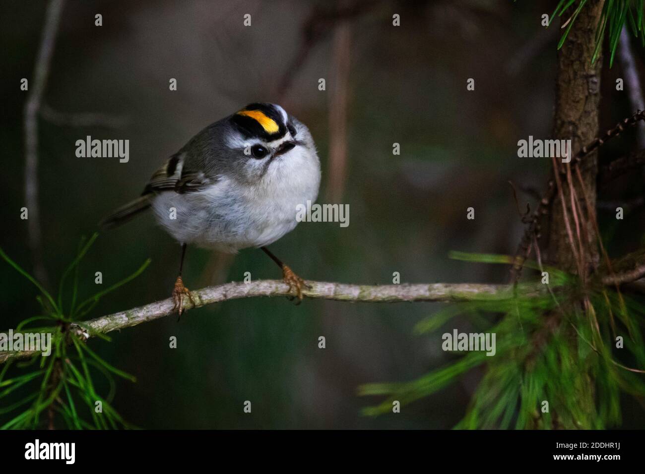 A male yellow crowned kinglet comes over to investigate me while in my ...