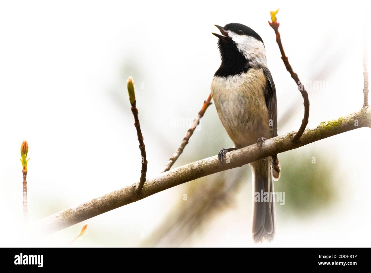 A carolina chickadee sings from a poplar branch in early spring Stock ...