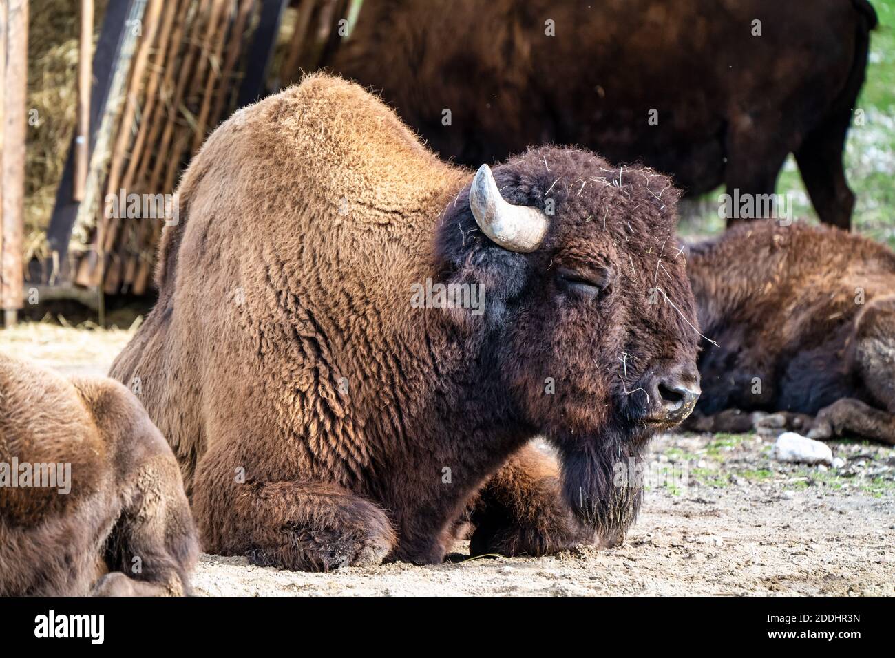 The American bison or simply bison, also commonly known as the American ...
