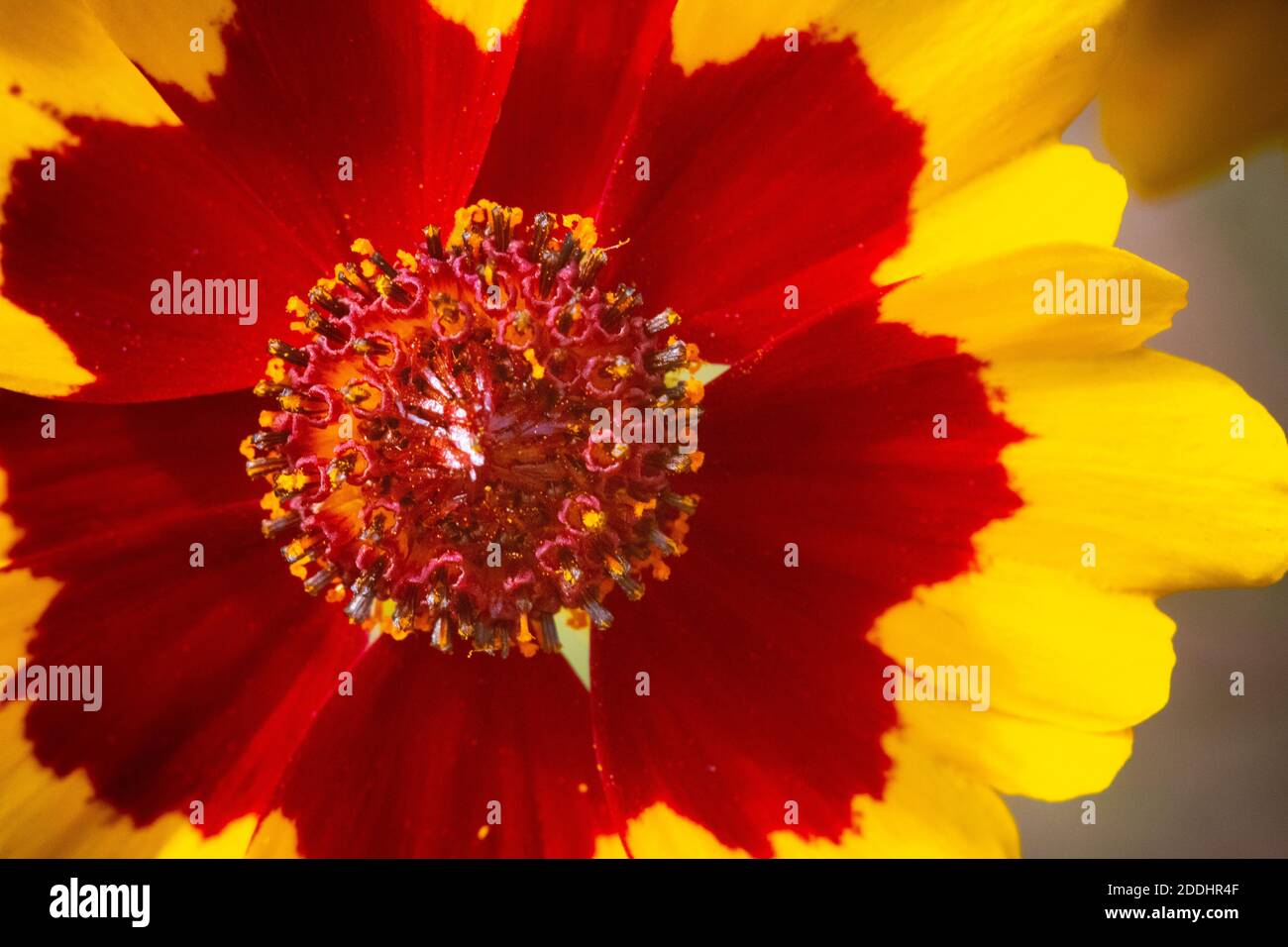 Bright red native flower hi-res stock photography and images - Alamy