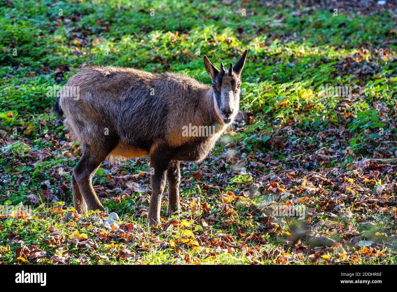 Domestic Goat, Capra aegagrus hircus. Goats are one of the oldest ...