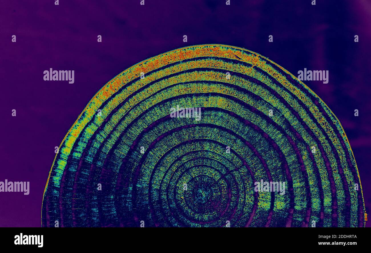 Piece of cut wood log texture as background Stock Photo - Alamy