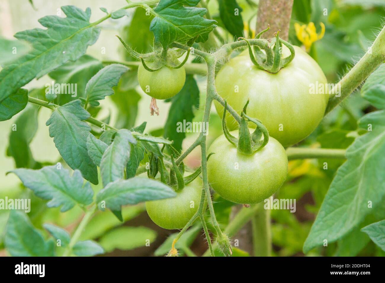 Small green tomatoes ripen in the greenhouse in summer Stock Photo - Alamy