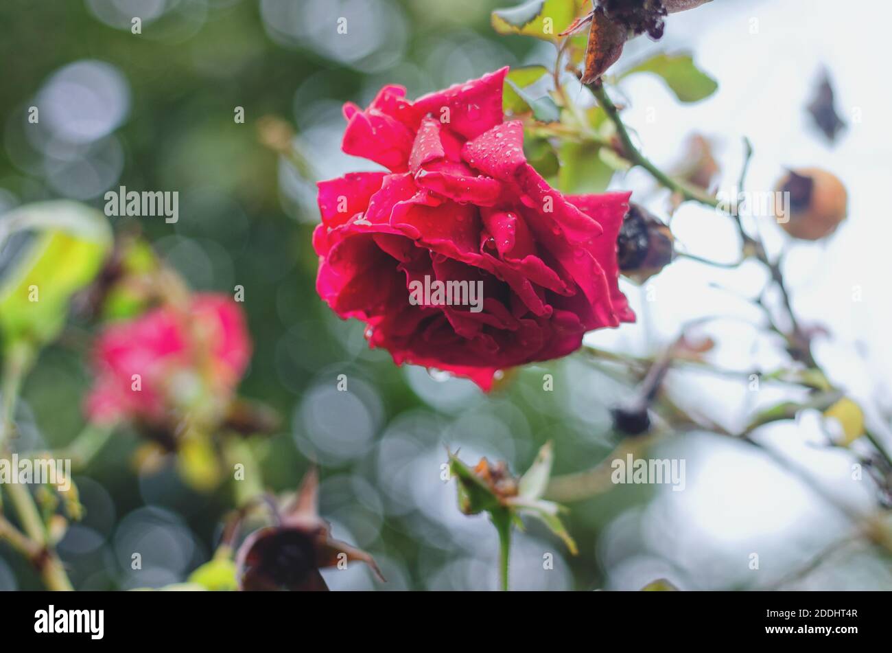 Red rose flower on nature background in the garden of flowers. Rain ...