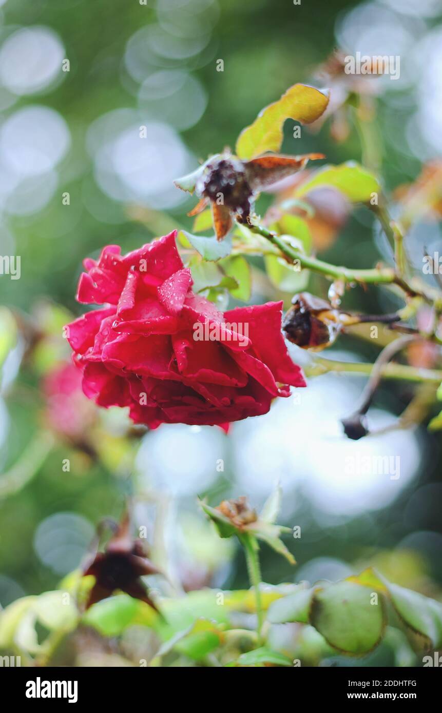 Red rose flower on nature background in the garden of flowers. Rain ...