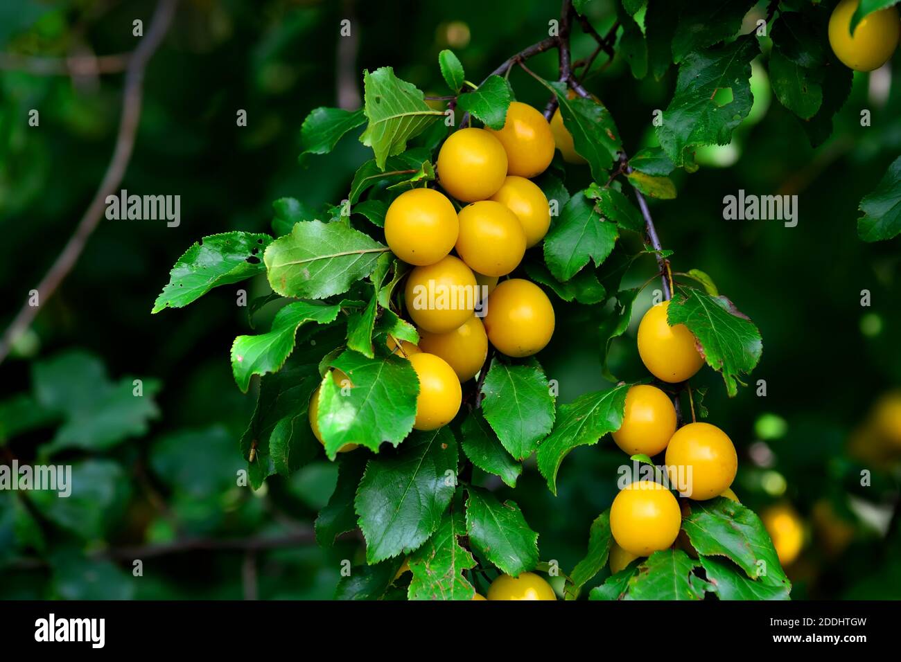 Ripe fruit of wild yellow cherry plum on a branch. Prunus cerasifera ...