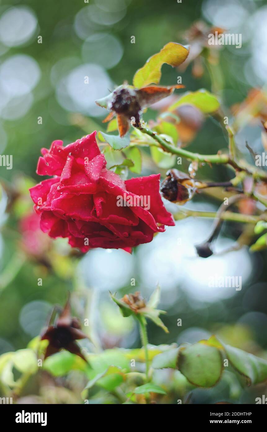 Rose Flower With Rain