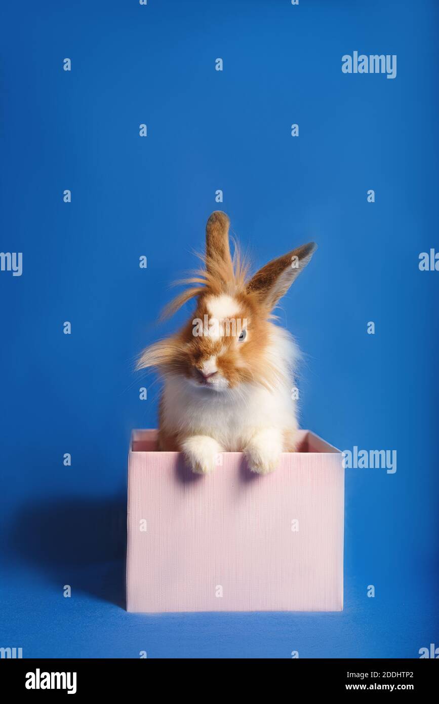 A nice rabbit sitting in a pink present box with blue background. Front ...