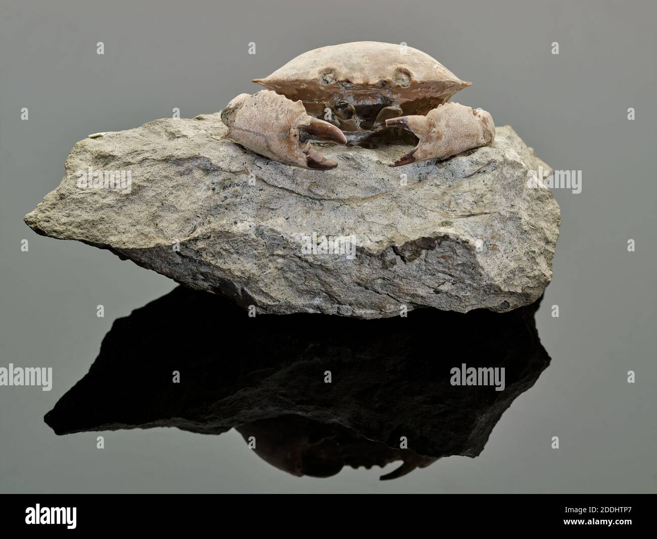 Crab Fossil, From Italy, Natural Science Collection, Palaeontology ...
