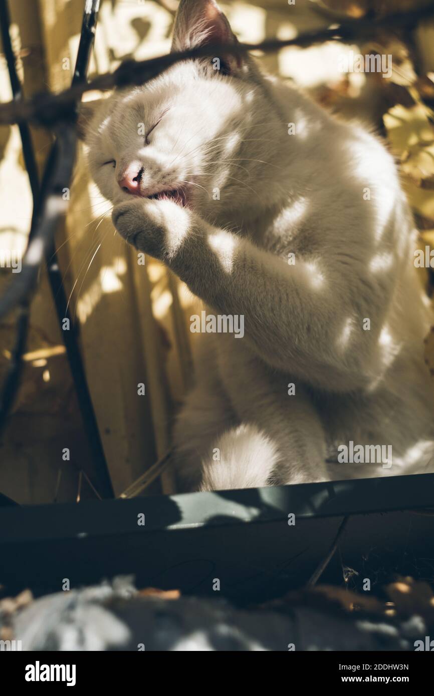 Homeless white cute cat lies on the street and rests. The problem of ...