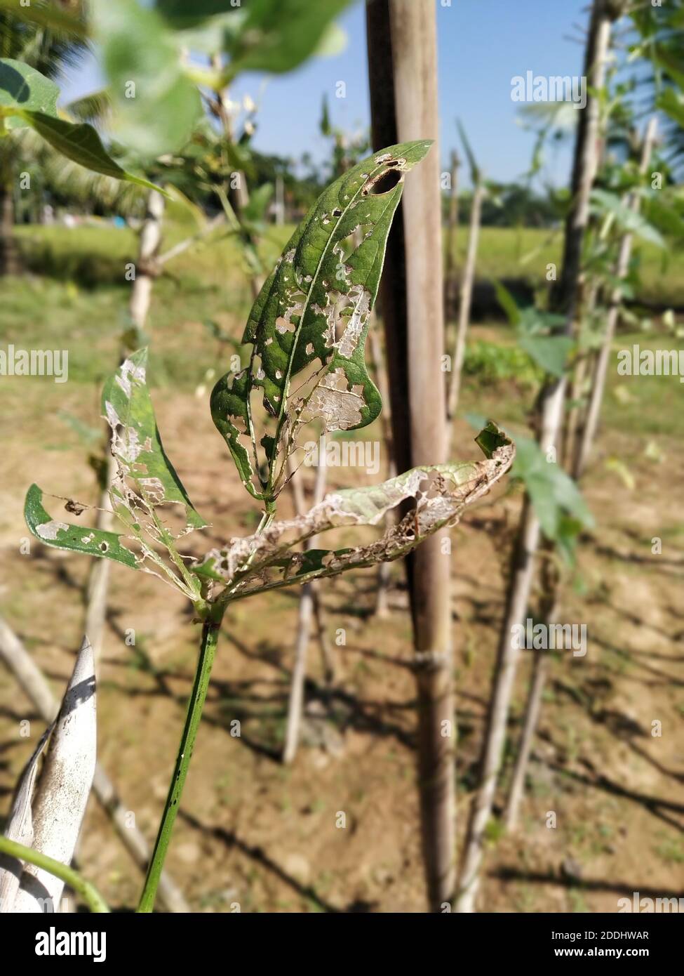 Photo of Flea beetles or Hadda Beetles in a bean leaf Stock Photo - Alamy