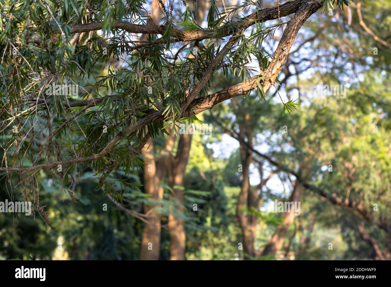 Branches inside hi-res stock photography and images - Alamy