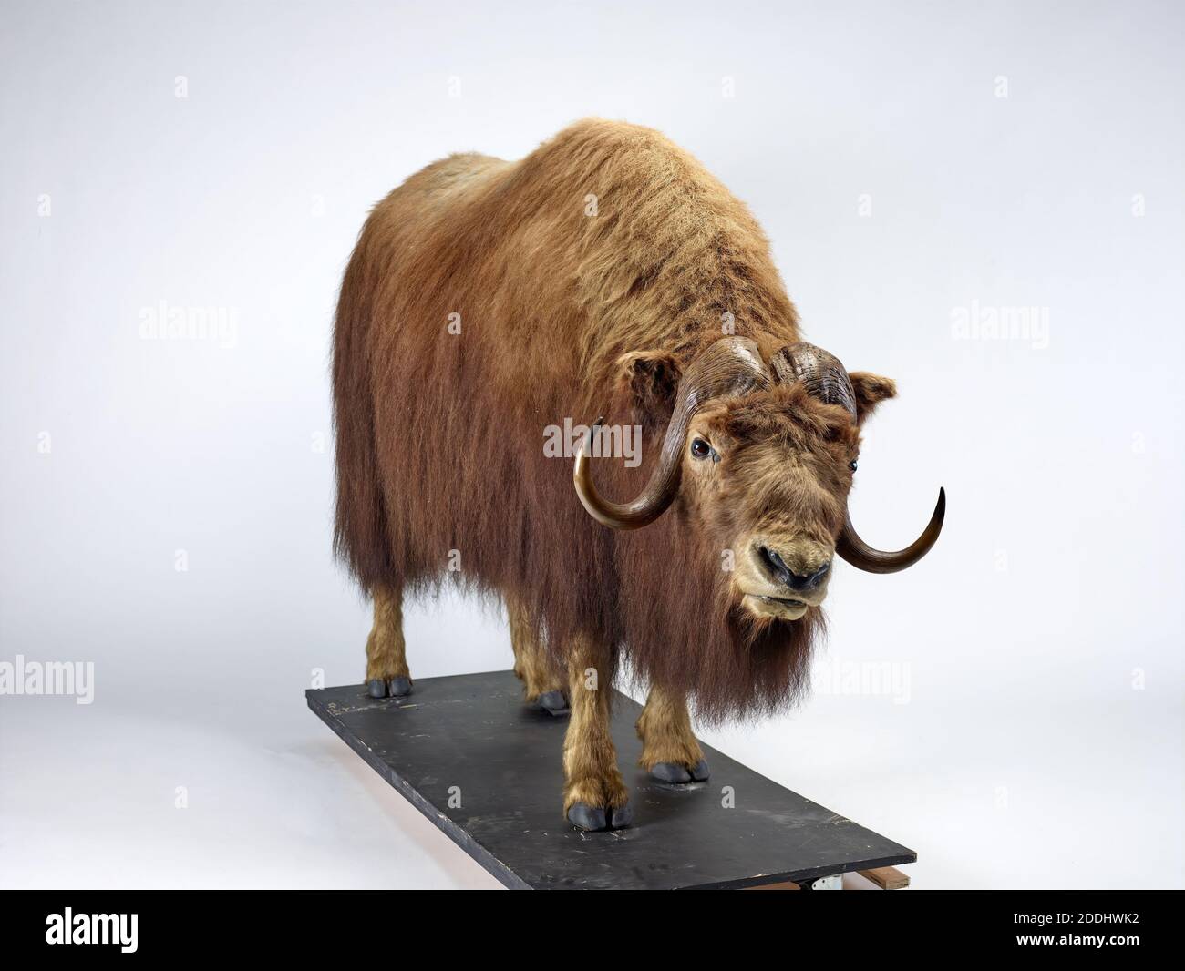 Musk Ox Taxidermy Musk Ox, Ovibos moschatus, Natural Science, Zoology ...