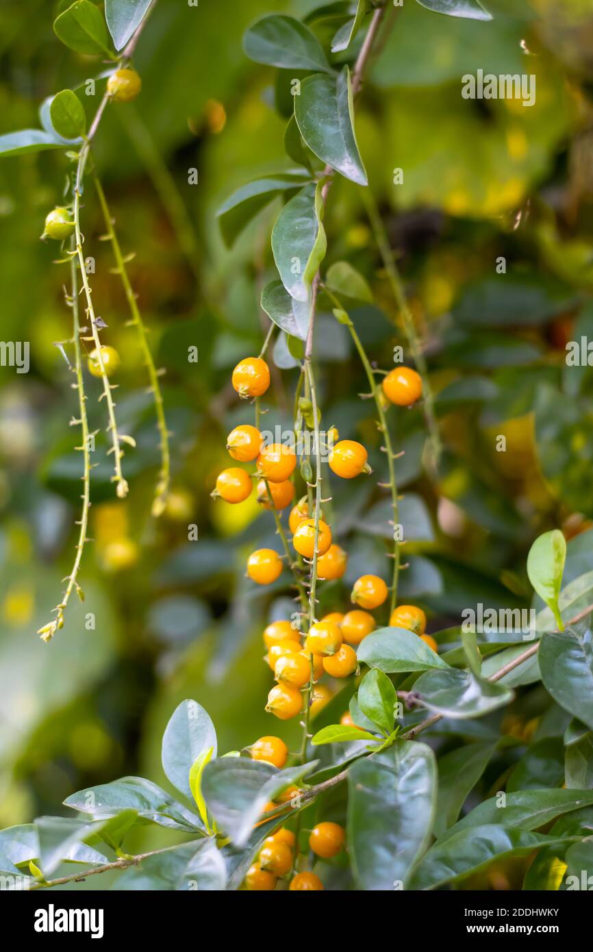 Orange berries of duranta erecta, pigeon berry Stock Photo - Alamy
