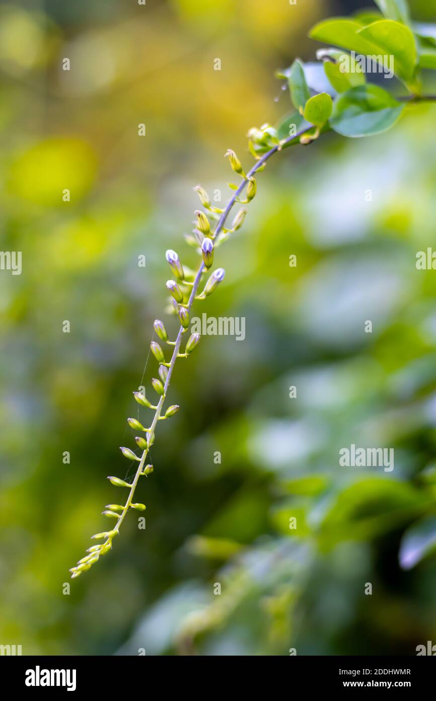 Pegeon berry flower buds inside a botanical garden Stock Photo - Alamy