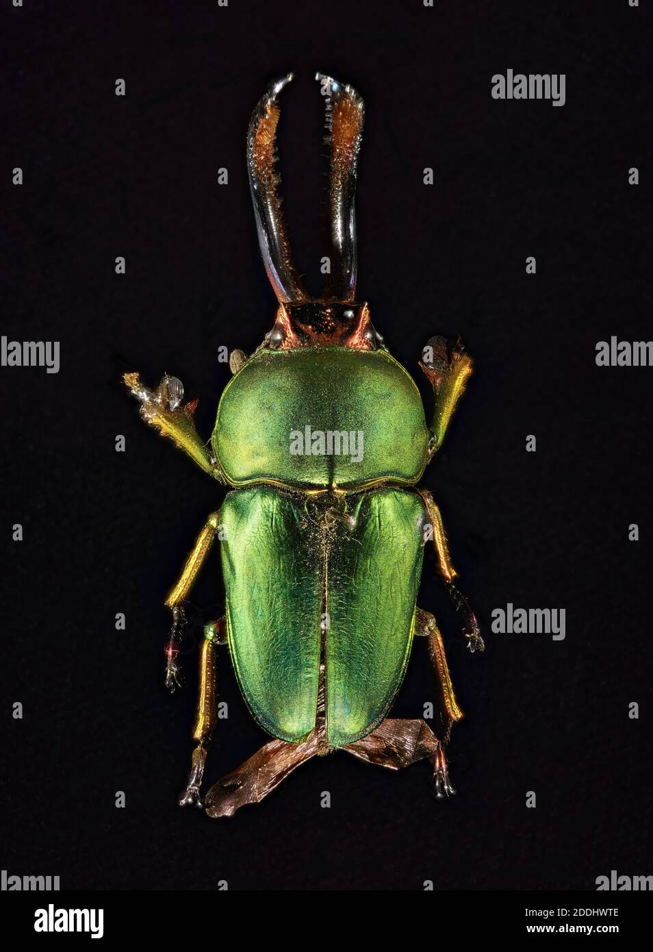 Tropical stag beetle, Lamprima adolphinae, Natural Science, Entomology ...