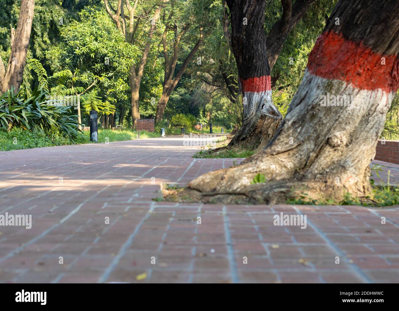 People walkway inside the park with trees Stock Photo - Alamy
