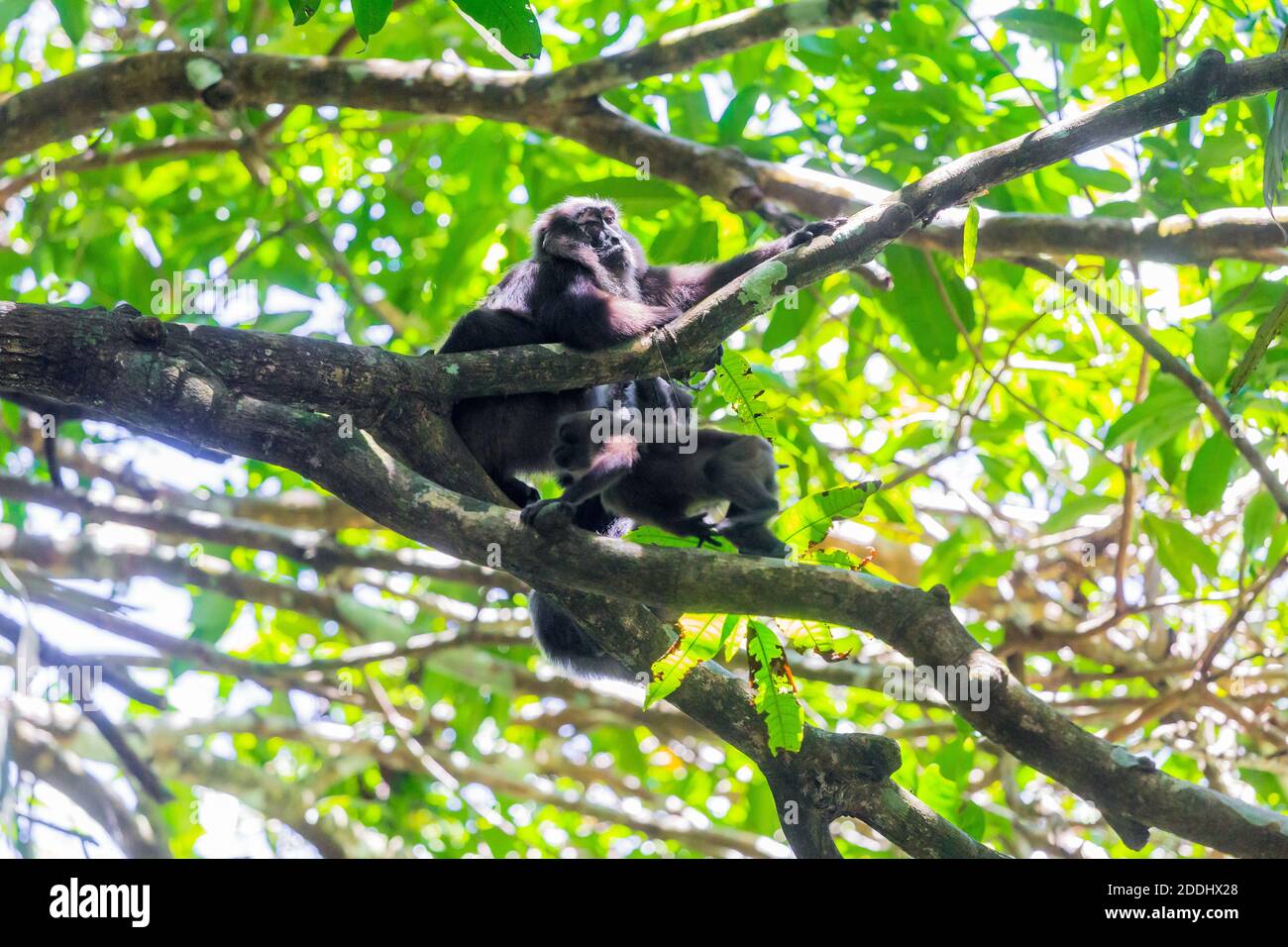Asian monkey hi-res stock photography and images - Alamy