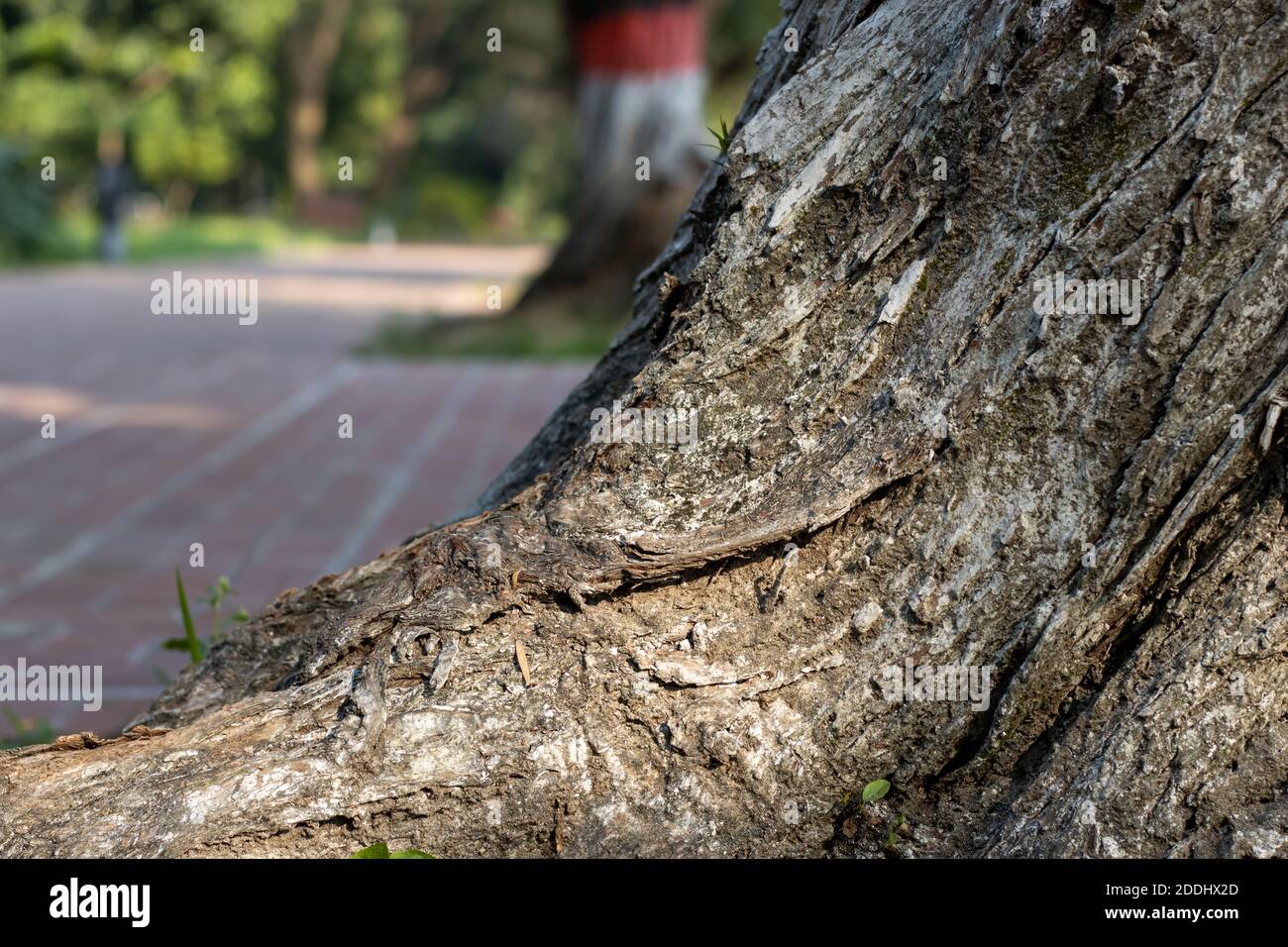 Tree roots close up shot beside the people walkway Stock Photo - Alamy