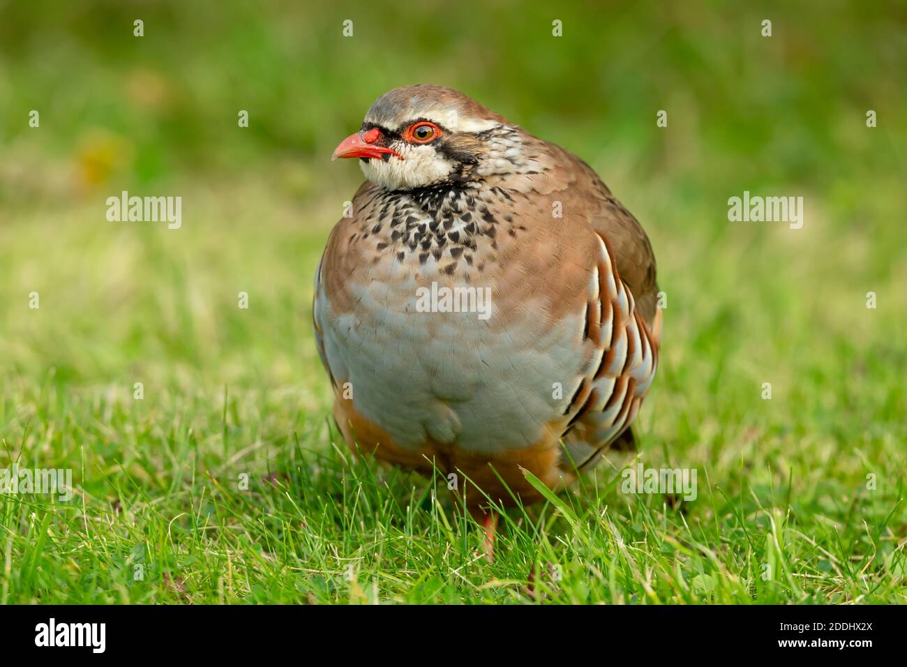 Partridge, (Scientific name: alectoris rufa) Red-legged or French ...