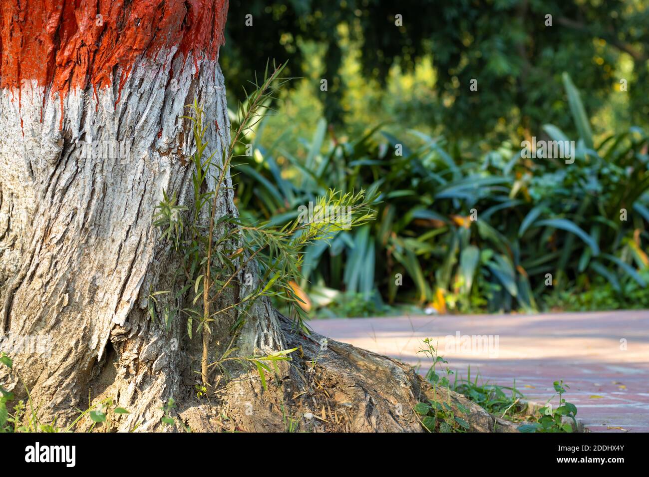 Tree roots with newborn buds inside a forest Stock Photo - Alamy