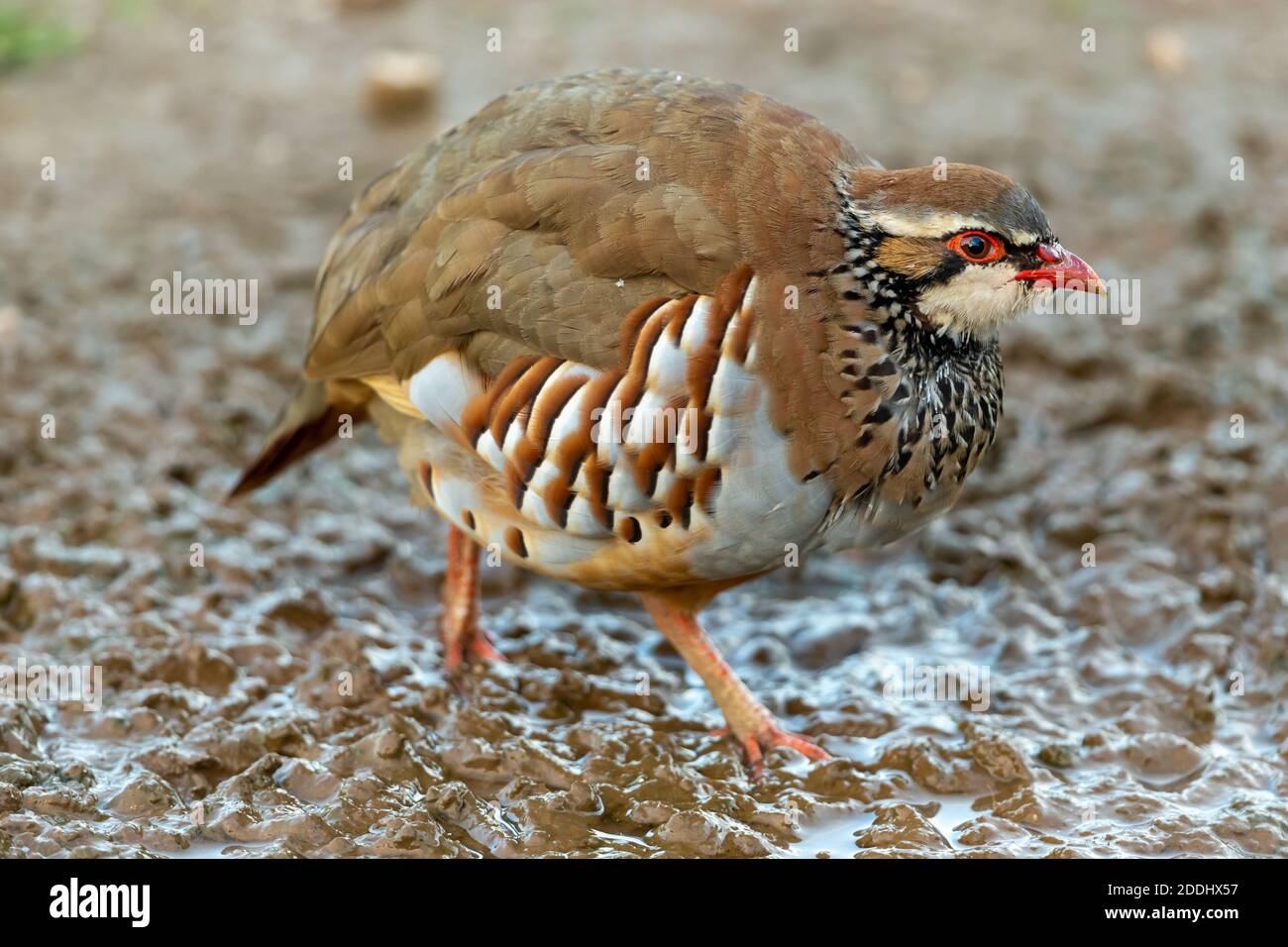 Estate gamekeeper uk hi-res stock photography and images - Alamy