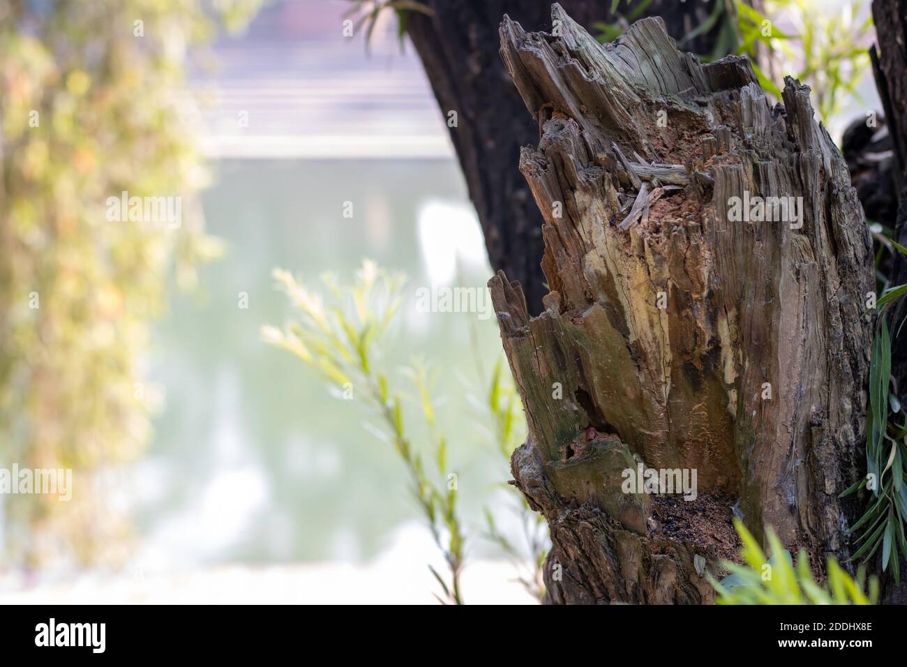Background dead garden branch black and white hi-res stock photography ...