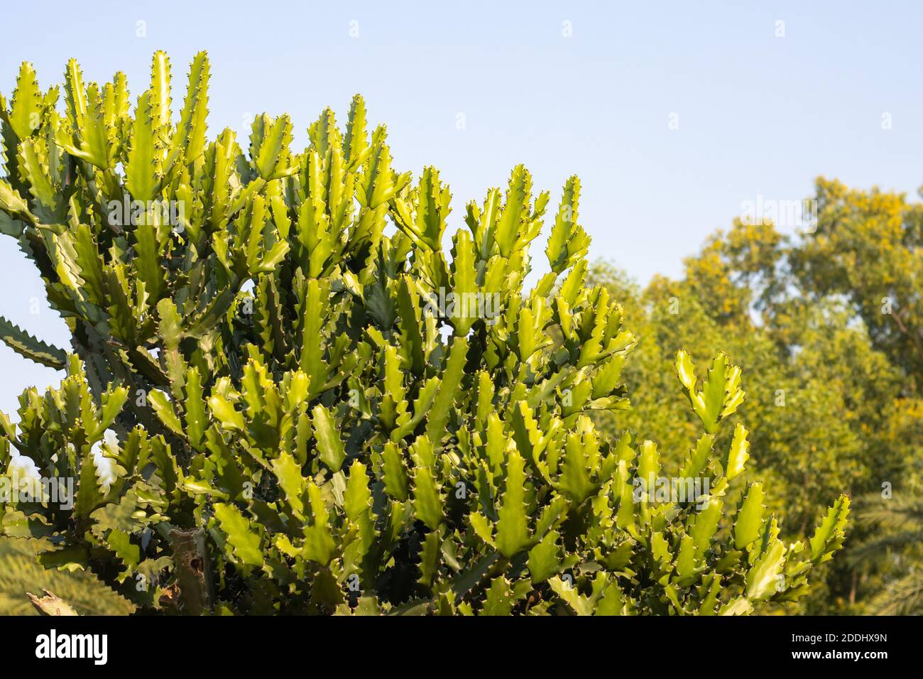 Beautiful cactus tree inside a botanical garden Stock Photo - Alamy