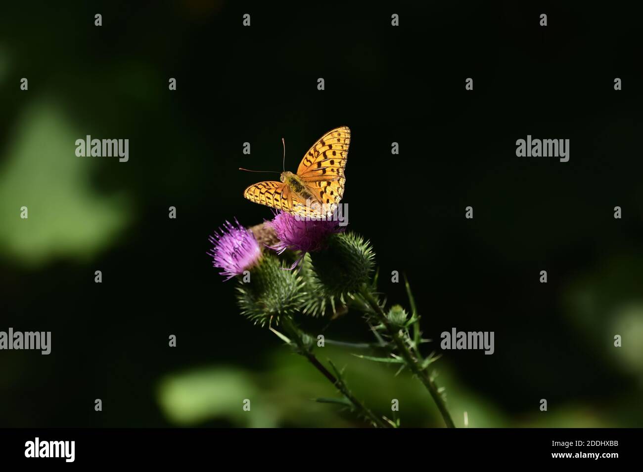 Dark green frittillary hi-res stock photography and images - Alamy