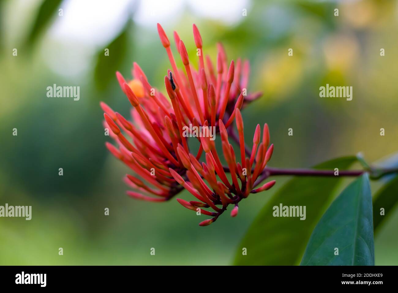 Ixora coccinea pink hi-res stock photography and images - Alamy